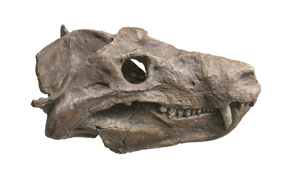 Academia – Red Colombiana para el Fomento de la Paleontología (Copal)